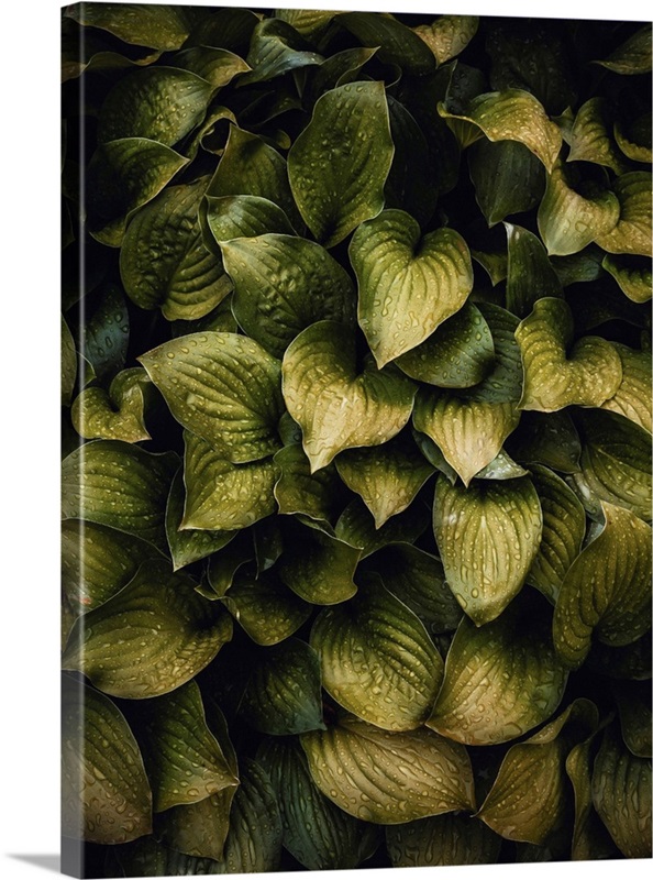 Hostas Leaves | Great Big Canvas