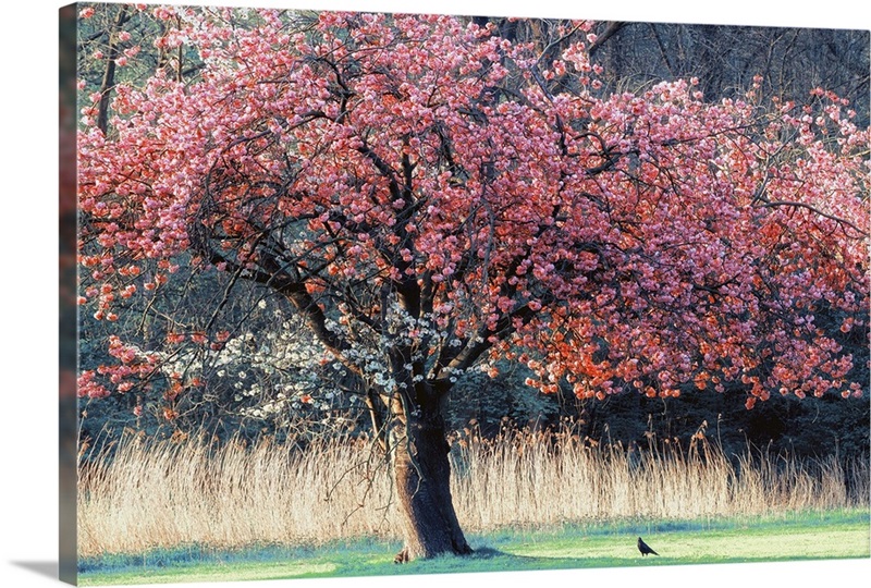 Me and My Tree | Great Big Canvas