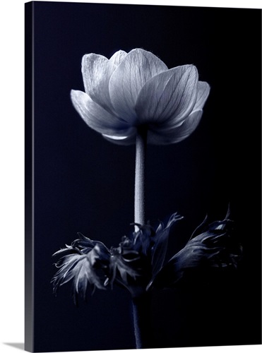 Single Flower | Great Big Canvas