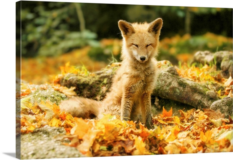 Sleepy Fall Fox | Great Big Canvas