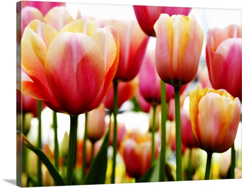 Tulip | Great Big Canvas