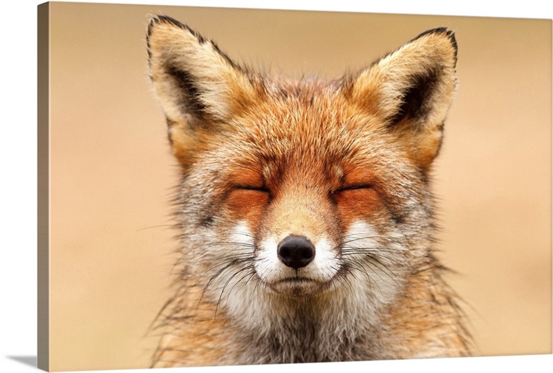 Zen Fox Red Portrait | Great Big Canvas