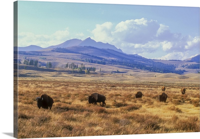 Bull Bison Grazing On The Open Range In The Fall, Yellowstone National ...