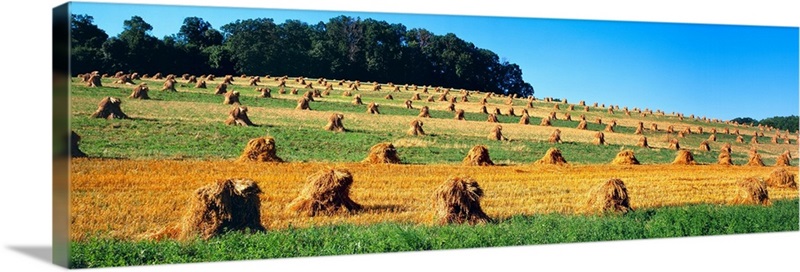 Contour strips of harvested oats in drying shocks | Great Big Canvas