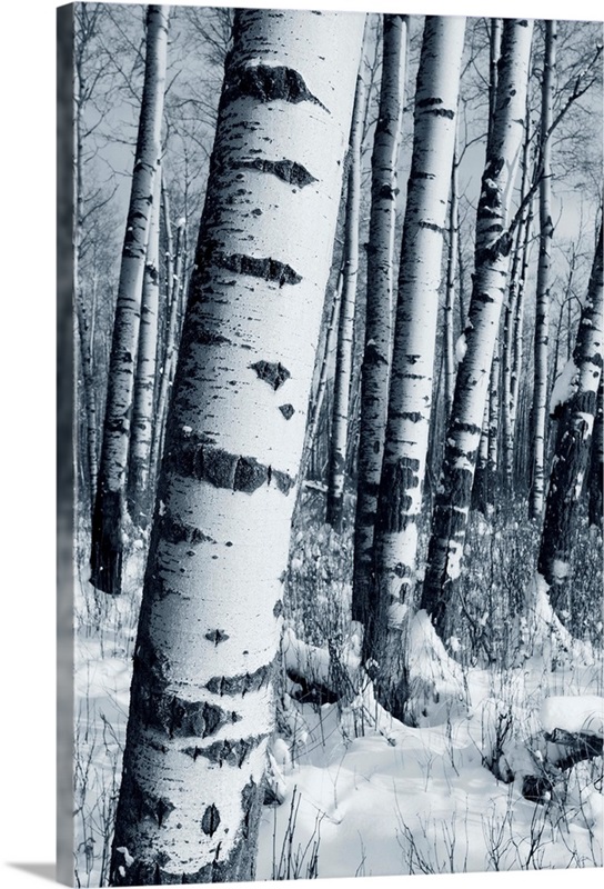 Winter Forest | Great Big Canvas
