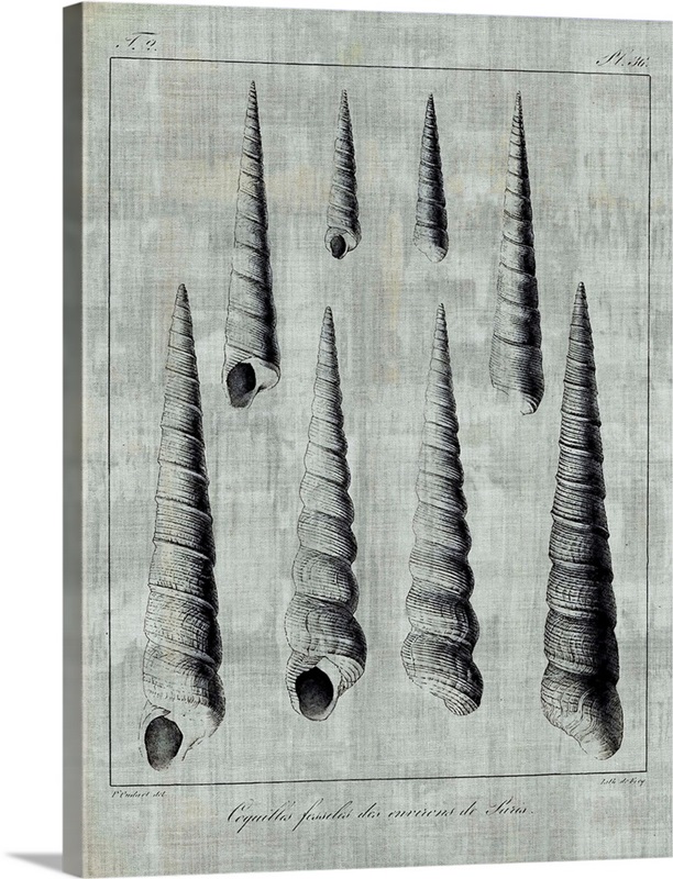 Shell Fossil Collection 7 | Great Big Canvas