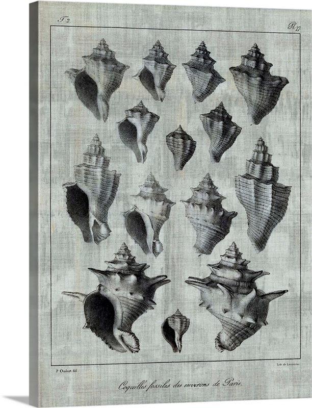 Shell Fossil Collection 8 | Great Big Canvas