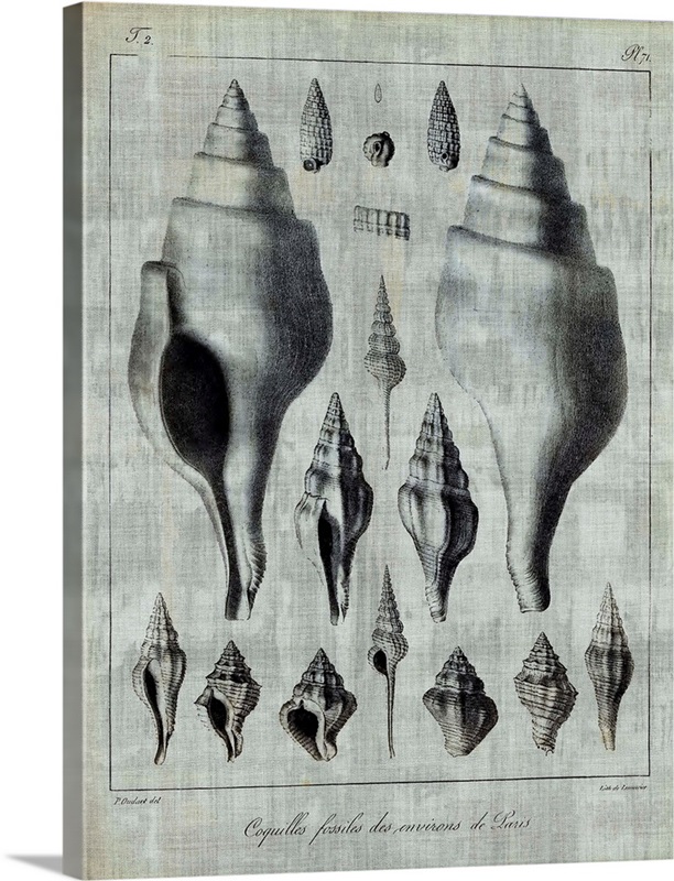 Shell Fossil Collection 9 | Great Big Canvas
