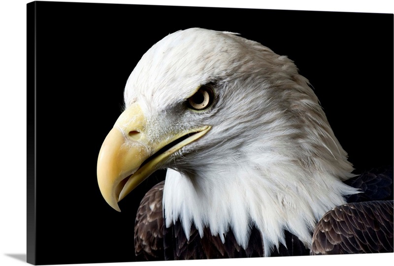 A bald eagle, Haliaeetus leucocephalus, at the George M. Sutton Avian ...