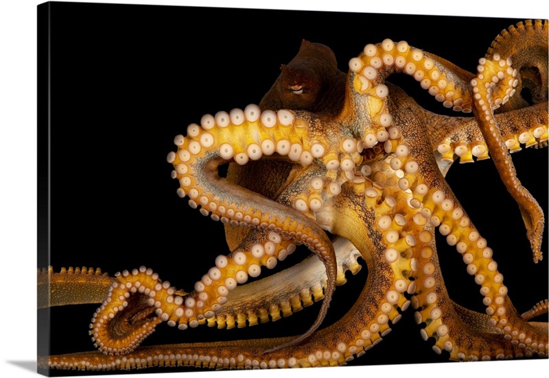 A Big Blue Octopus Or Day Octopus At The Butterfly Pavilion | Great Big ...