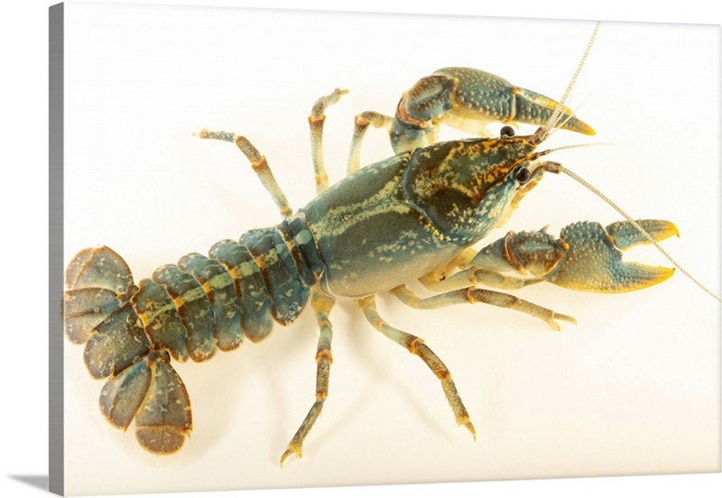 A Blue Phase Jeweled Mudbug At The EW Shell Center In Auburn, Alabama ...
