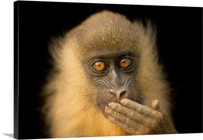 A Captive, Five-Month-Old Mandrill In Malabo, Equatorial Guinea | Great ...