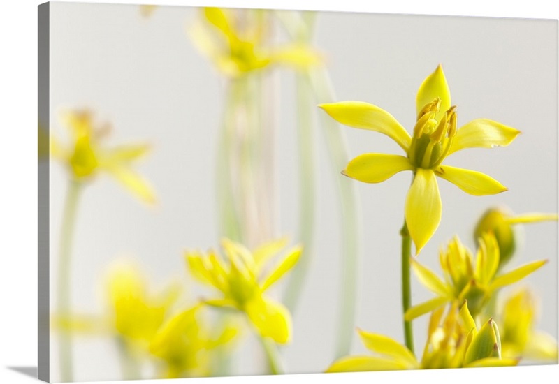 A cluster of rare Harper's beauty flowers, Harperocallis flava | Great ...