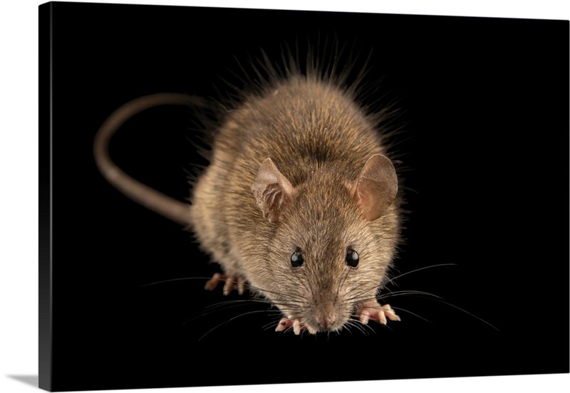 A Common Black Rat From The Wild Near Vero Beach, Florida | Great Big ...