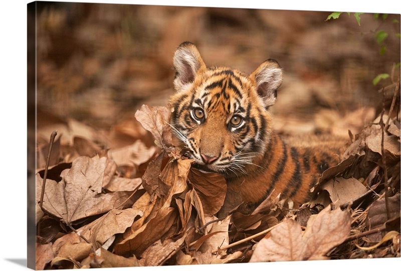 A critically-endangered Sumatran tiger cub at Zoo Atlanta | Great Big ...