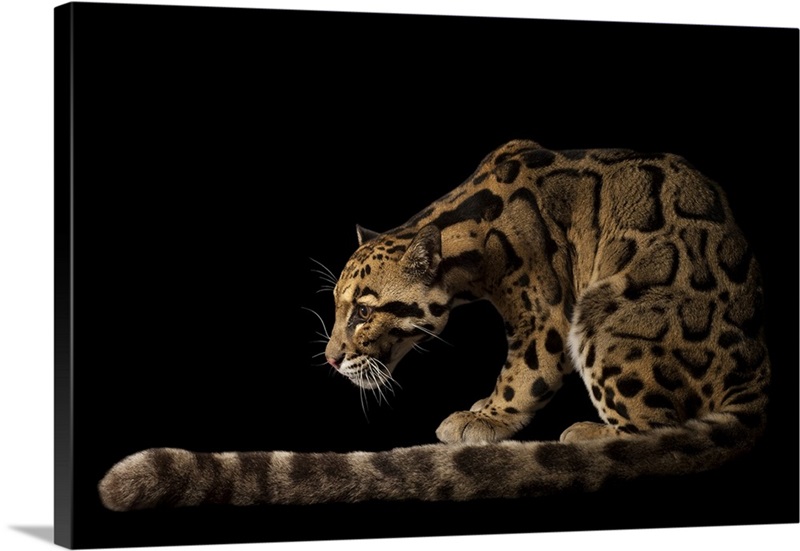 A Federally Endangered Clouded Leopard At The Houston Zoo | Great Big ...