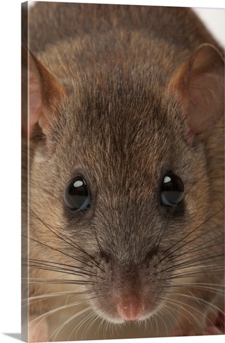 A federally endangered Key Largo woodrat, Neotoma floridana smalli ...