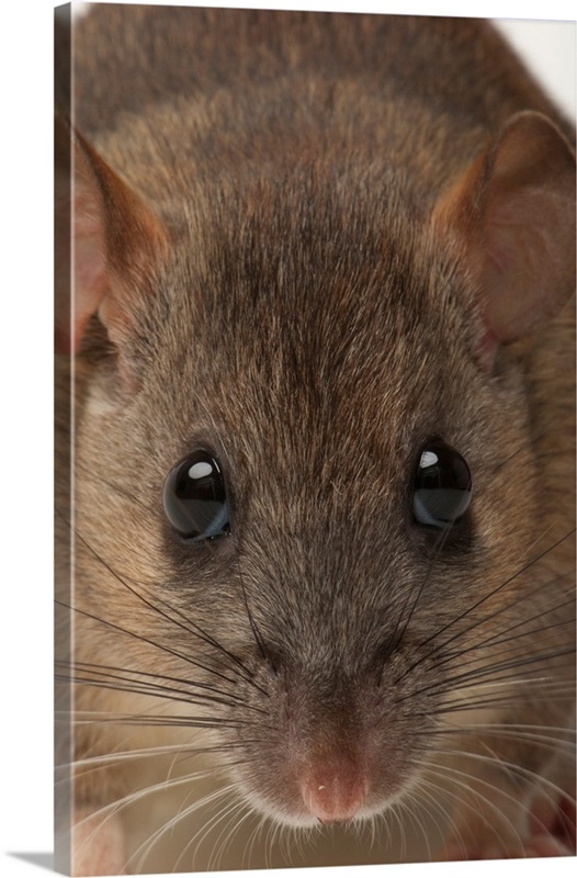 A federally endangered Key Largo woodrat, Neotoma floridana smalli ...