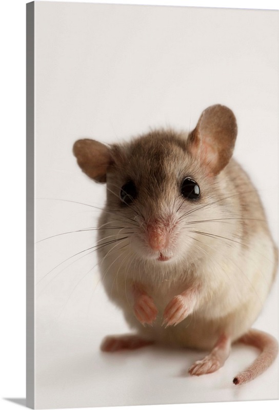 A female Alabama beach mouse, Peromyscus polionotus ammobates | Great ...