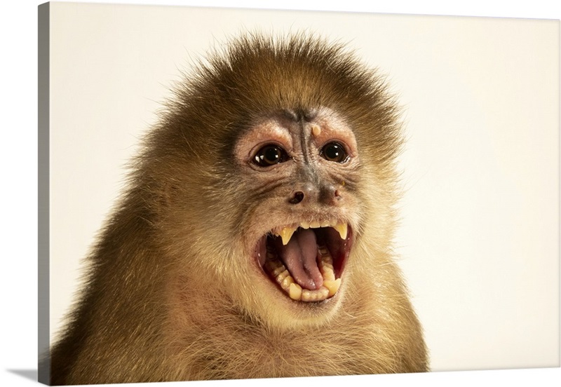 A Female Spix's White-Fronted Capuchin, Quistococha Zoo In Iquitos ...
