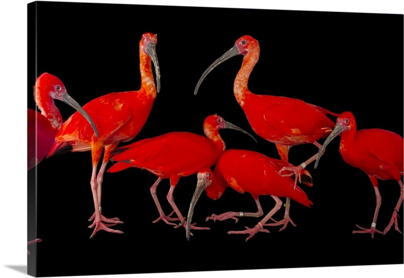 A Flock Of Scarlet Ibis At The Caldwell Zoo In Tyler, Texas Wall Art ...