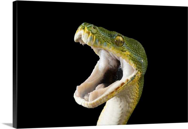 A Green Tree Python At The Riverside Zoo | Great Big Canvas