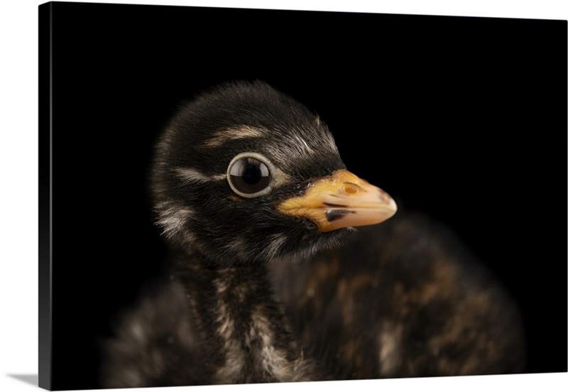 A Juvenile Little Grebe At Hessilhead Wildlife Rescue | Great Big Canvas