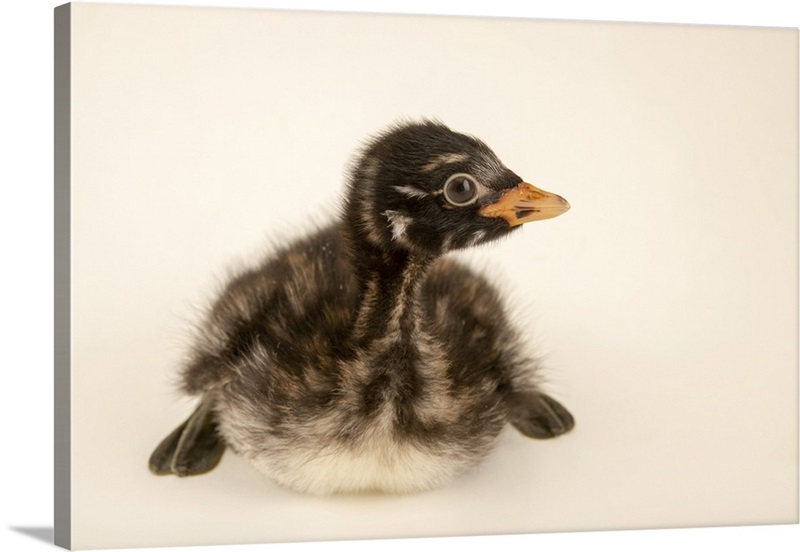 A Juvenile Little Grebe At Hessilhead Wildlife Rescue | Great Big Canvas