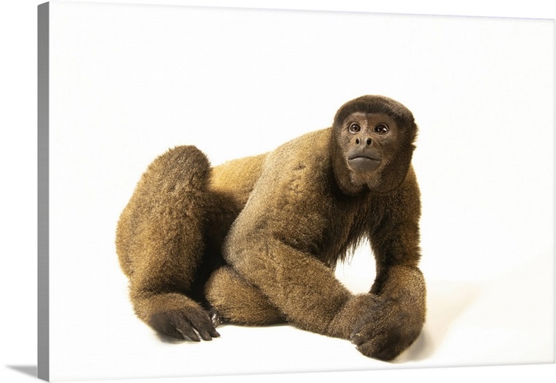 A Male Brown Woolly Monkey Named Cesar Photographed At Amazon Shelter ...