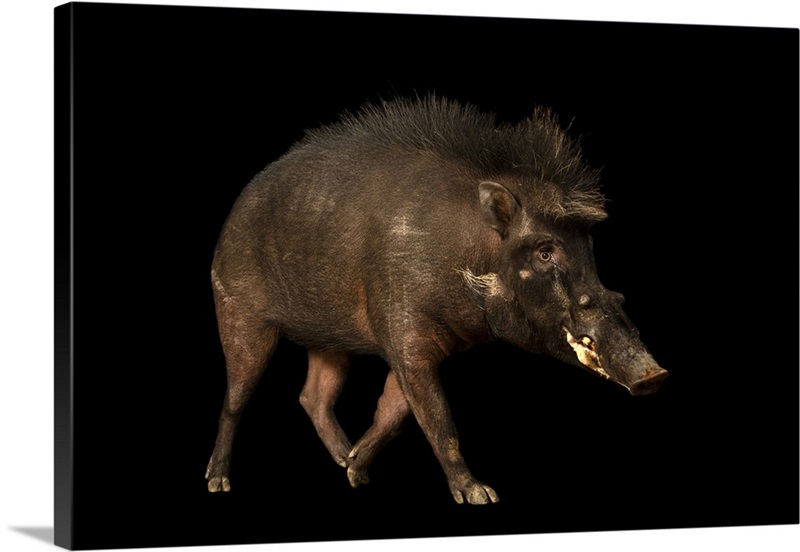 A Philippine Warty Pig At The Avilon Wildlife Conservation Foundation ...