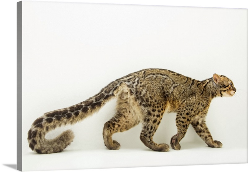 A Portrait Of A Marbled Cat | Great Big Canvas