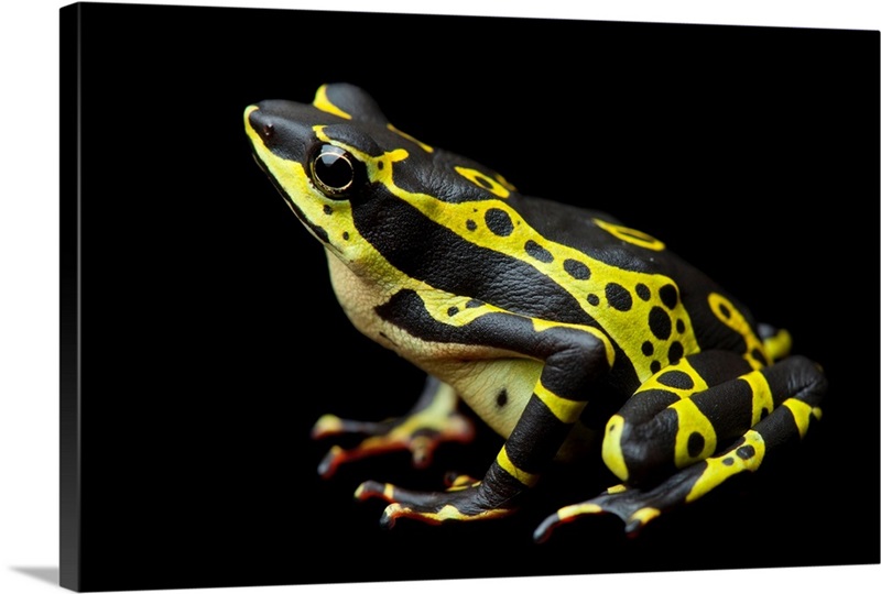 A rare Limon harlequin frog | Great Big Canvas
