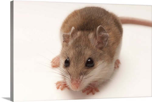 A rare male Alabama beach mouse, Peromyscus polionotus ammobates ...