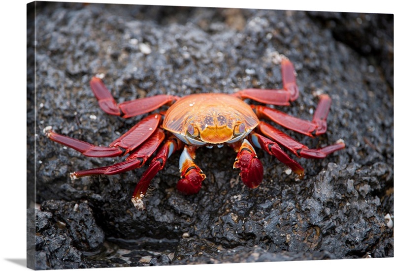 A red rock crab, Grapsus grapsus, in Galapagos National Park | Great ...