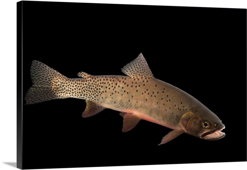 A Rio Grande cutthroat trout at Seven Springs Fish Hatchery | Great Big ...