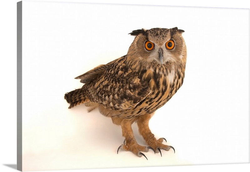 A Spanish eagle owl, at the Palm Beach Zoo and Conservation Society ...