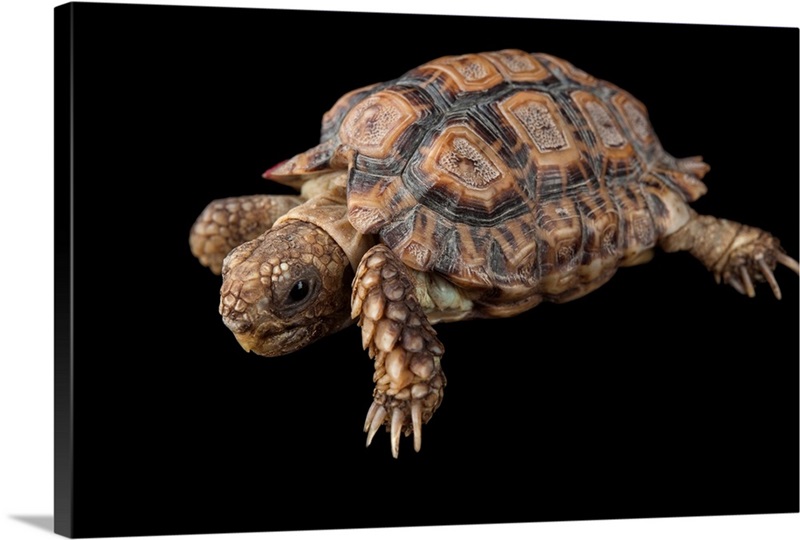 A speckled cape tortoise, at the Omaha Zoo | Great Big Canvas