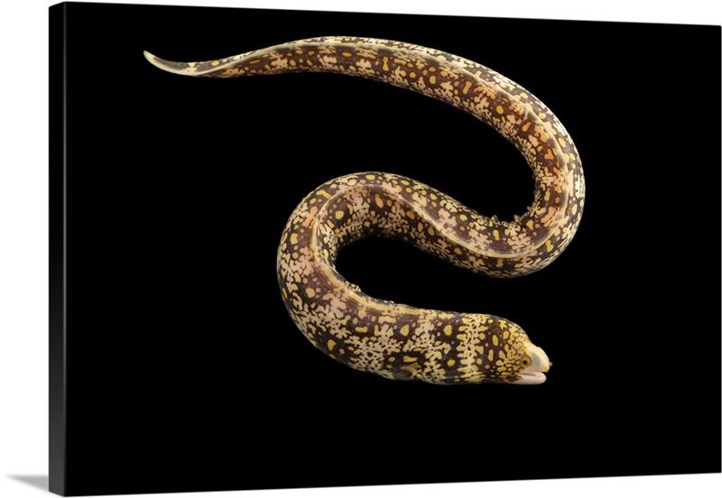 A Starry Moray Eel At The National Aquarium In Abu Dhabi, United Arab ...