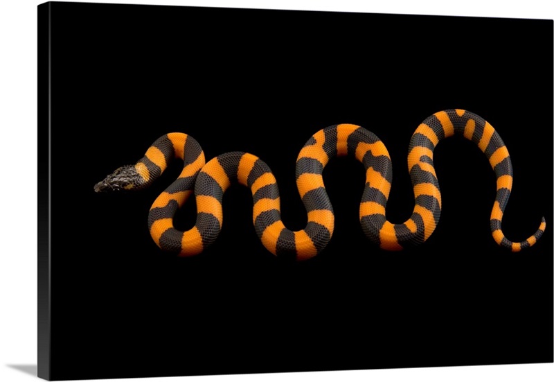 A studio portrait of a Bismarck ringed python, Bothrochilus boa Wall ...
