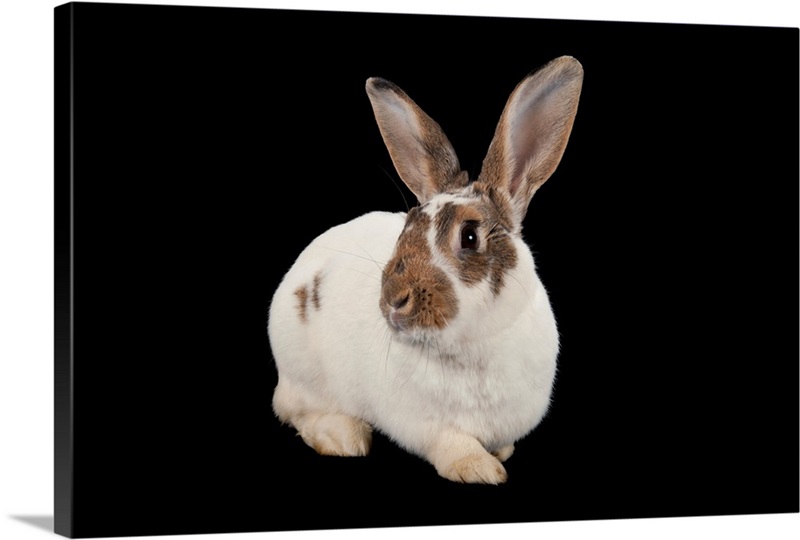 A studio portrait of a rex rabbit | Great Big Canvas