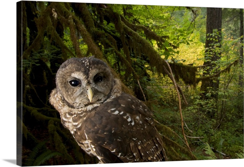 A threatened Northern spotted owl in Siskiyou National Forest | Great ...
