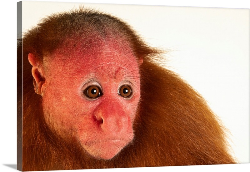 A Ucayali Bald-Headed Uakari Monkey | Great Big Canvas