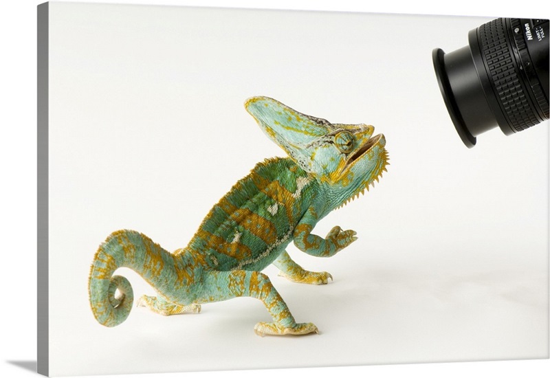 A Veiled Chameleon At The Rolling Hills Zoo | Great Big Canvas