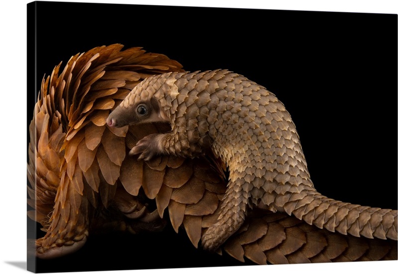 A vulnerable adult female white bellied pangolin with her baby, at ...