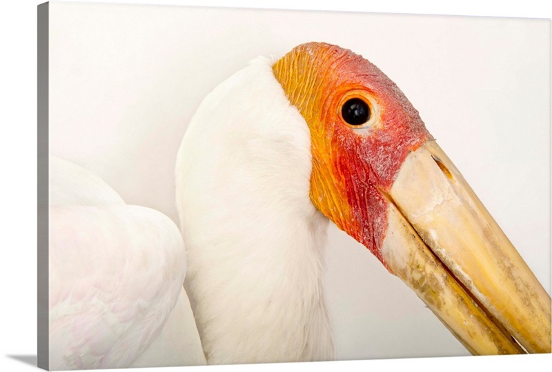 A yellow-billed stork, at The Living Desert in Palm Desert, California ...