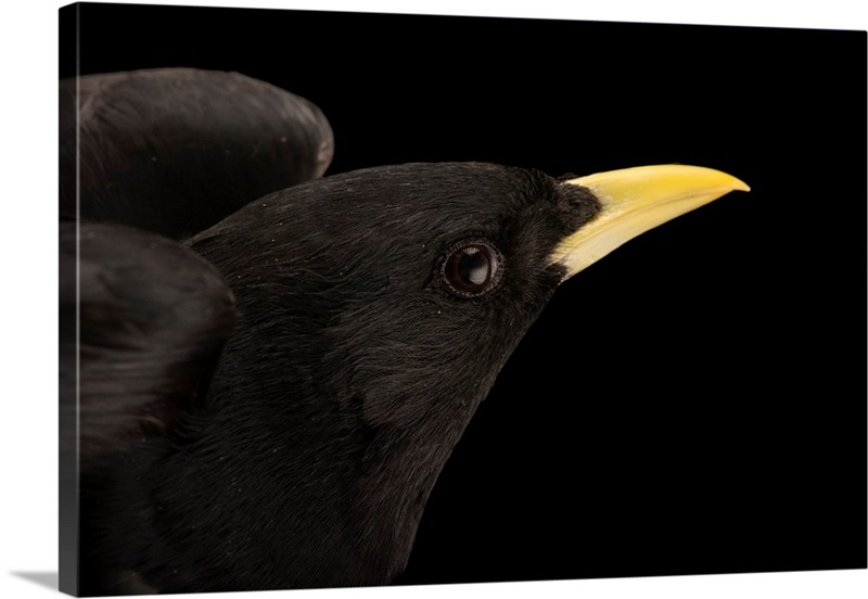 Alpine Chough, Pyrrhocorax Graculus Graculus, At Alpenzoo In Innsbruck ...