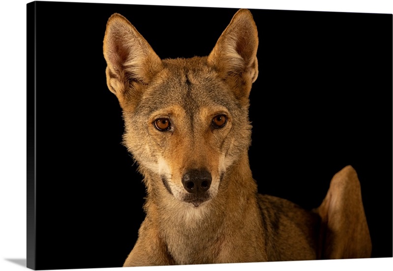 An Arabian Wolf At Al Bustan Zoological Centre, Sharjah, United Arab ...