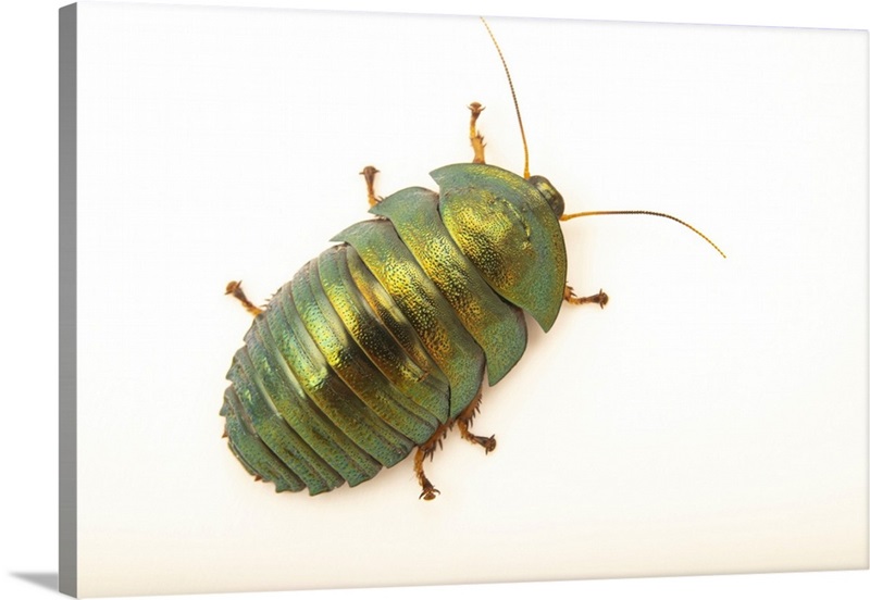 An Asian Emerald Cockroach, Berlin Zoological Garden, Germany | Great ...