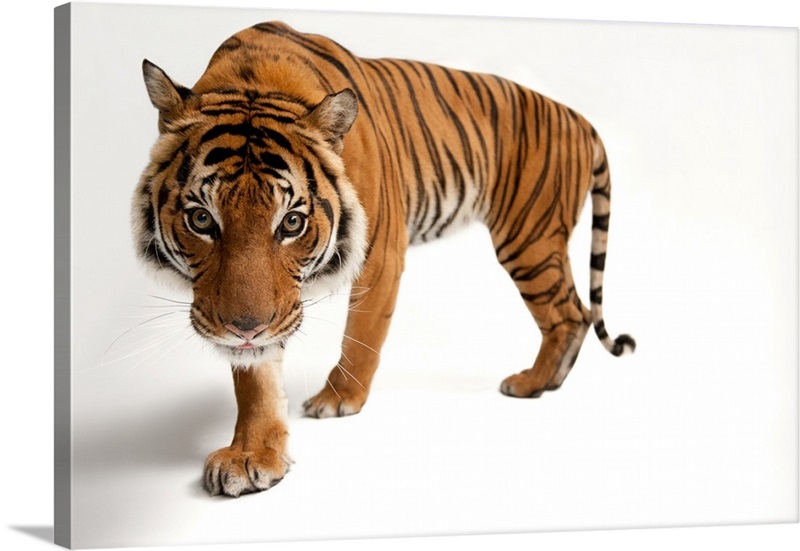 An endangered Malayan tiger | Great Big Canvas