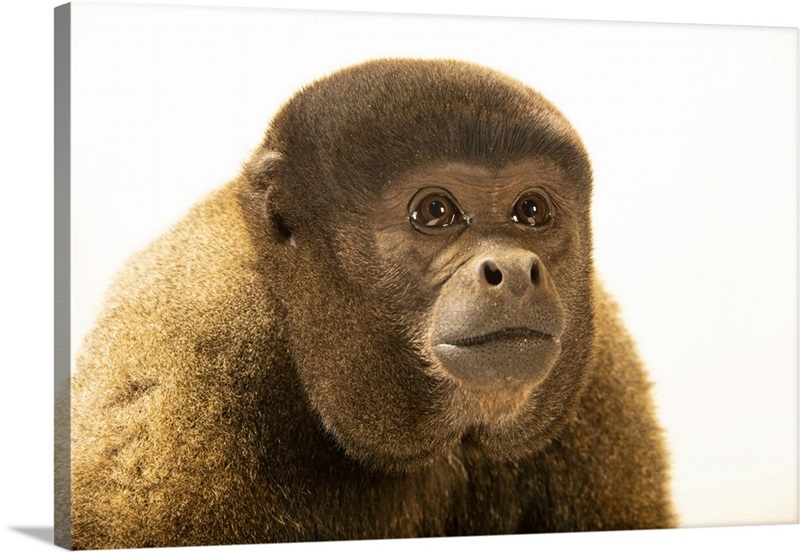 Cesar, A Male Brown Woolly Monkey At Amazon Shelter, Tambopata, Peru ...